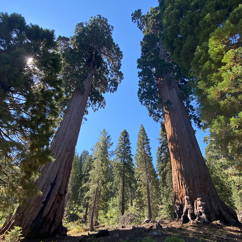 News | Sequoia Preservation Project